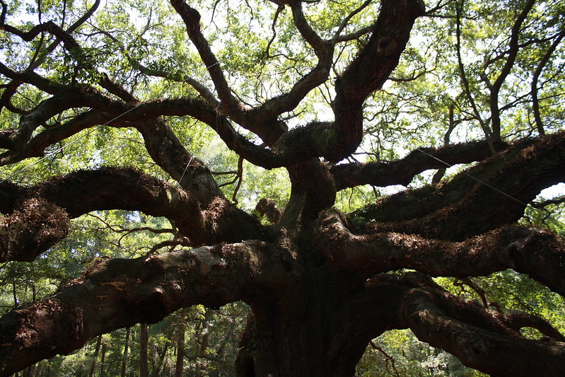 Donar’s Oak – Psaltery & Lyre