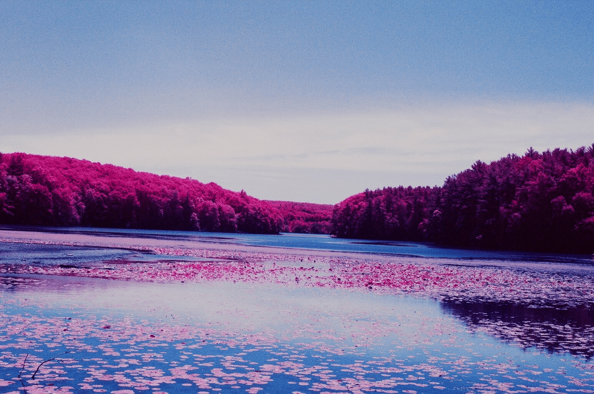 The Dumb Ox – Psaltery & Lyre